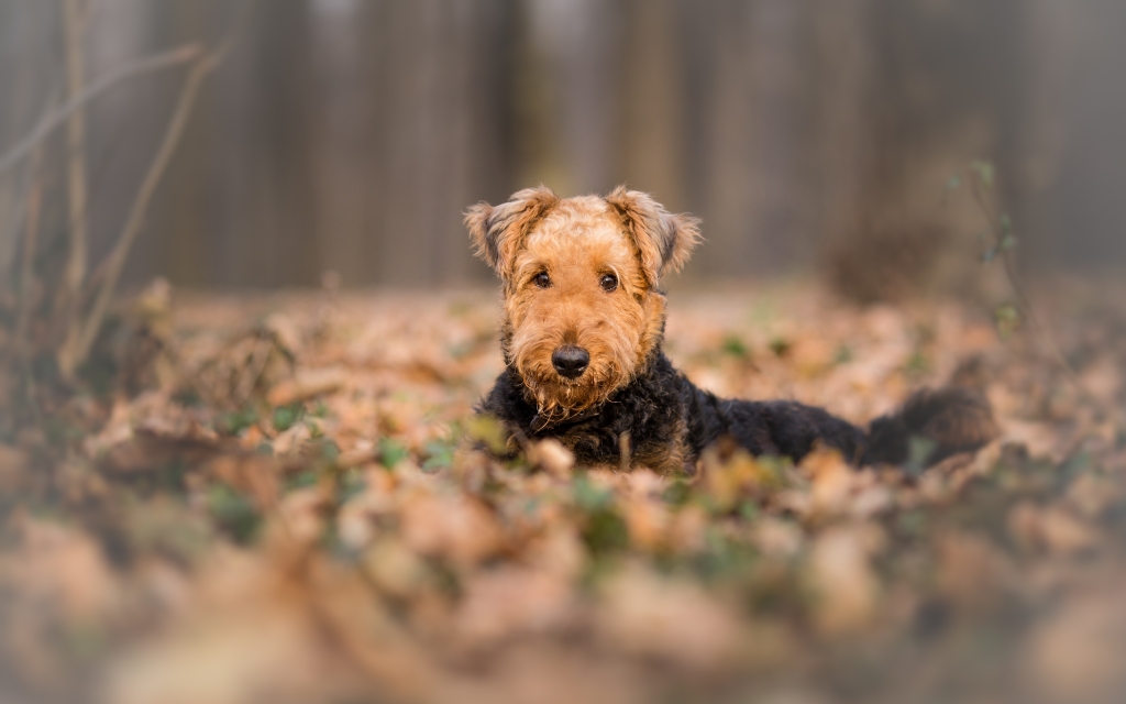 Airedale terrier • Tiendanimal Blog