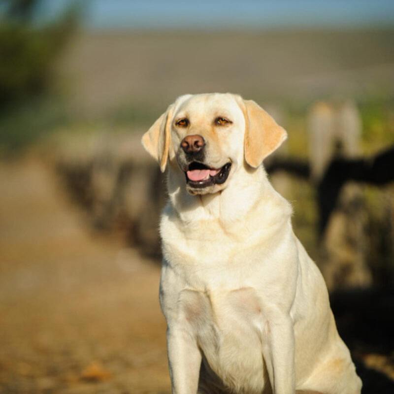 Labrador Retriever Amarelo Americano