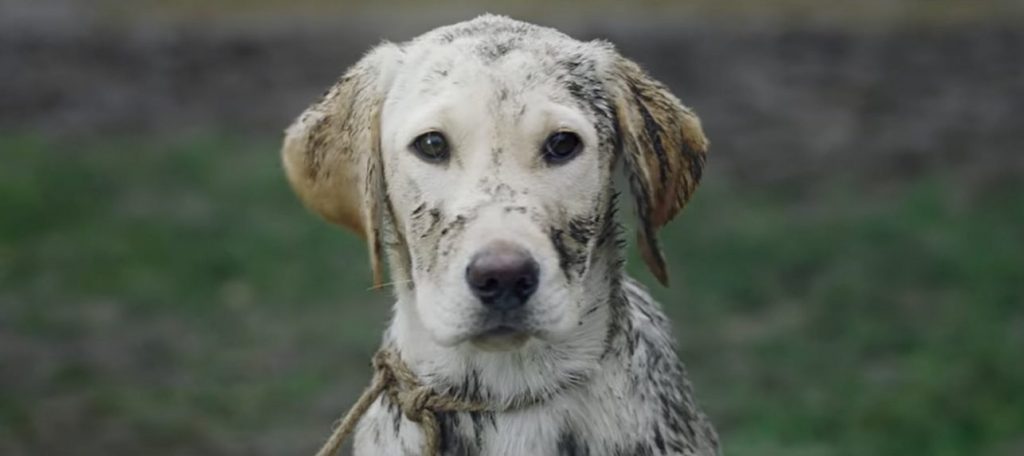 Tudo sobre o teu animal • Tiendanimal Blog