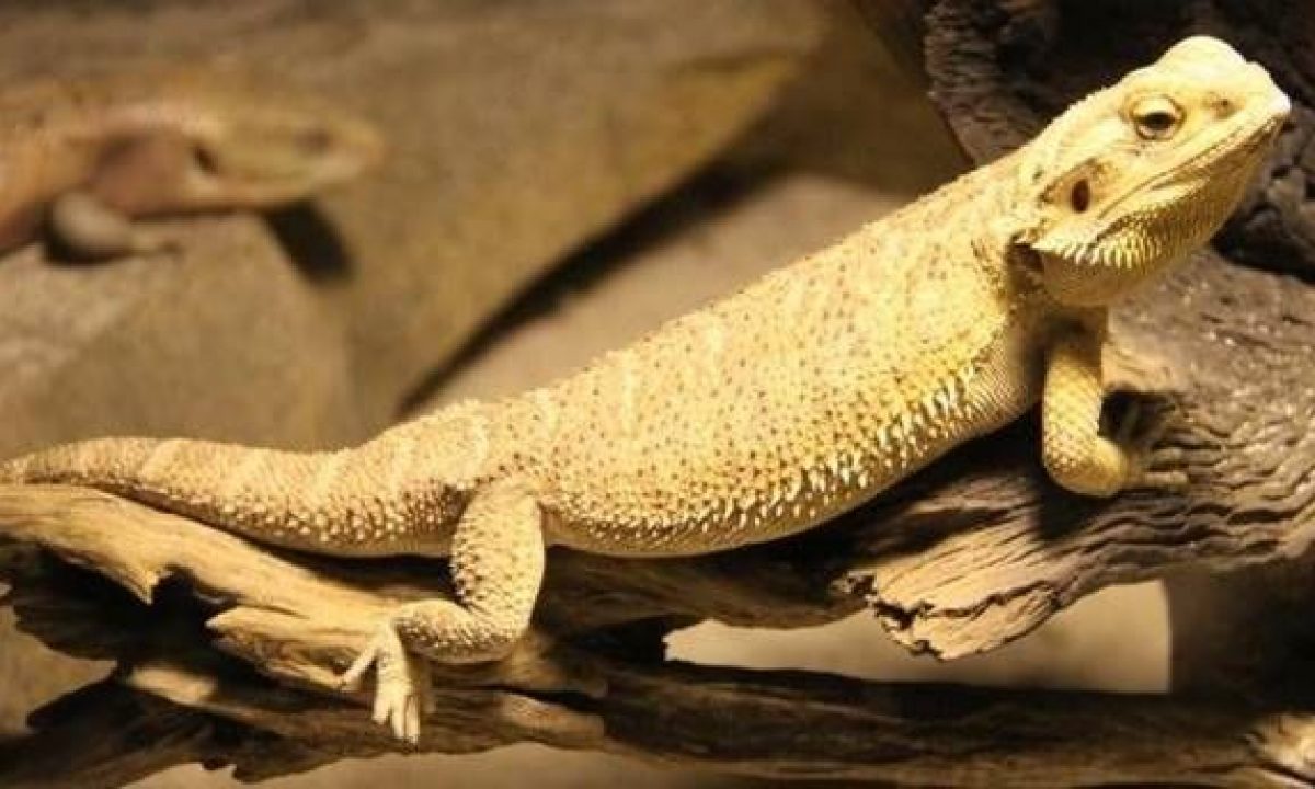 Dragao Barbudo Recem Nascido Dragão Barbudo Pogona Vitticeps Isolado