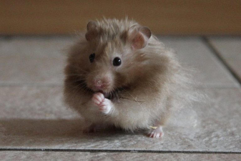 Como cuidar de um hamster? • Tiendanimal Blog