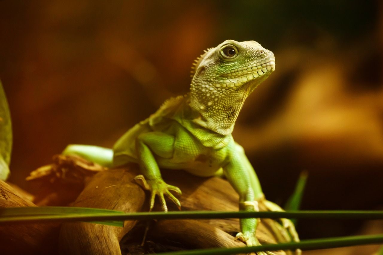 Anatomia das serpentes • Tiendanimal Blog