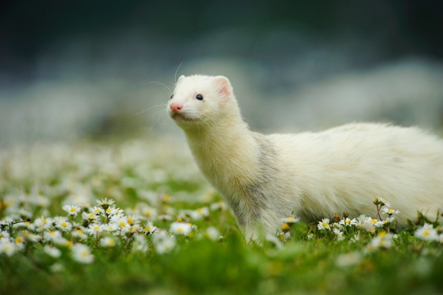 Furões: os melhores animais de estimação • Tiendanimal Blog