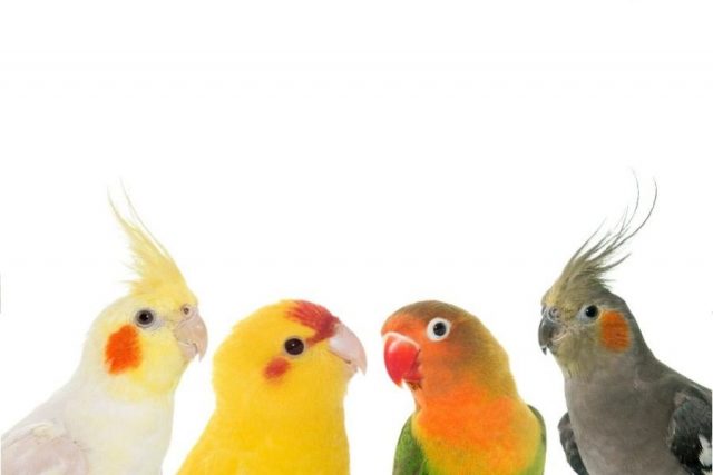 Os melhores pássaros domésticos • Tiendanimal Blog