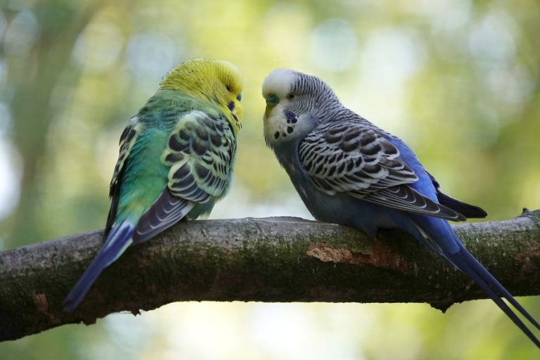 Os melhores pássaros domésticos • Tiendanimal Blog