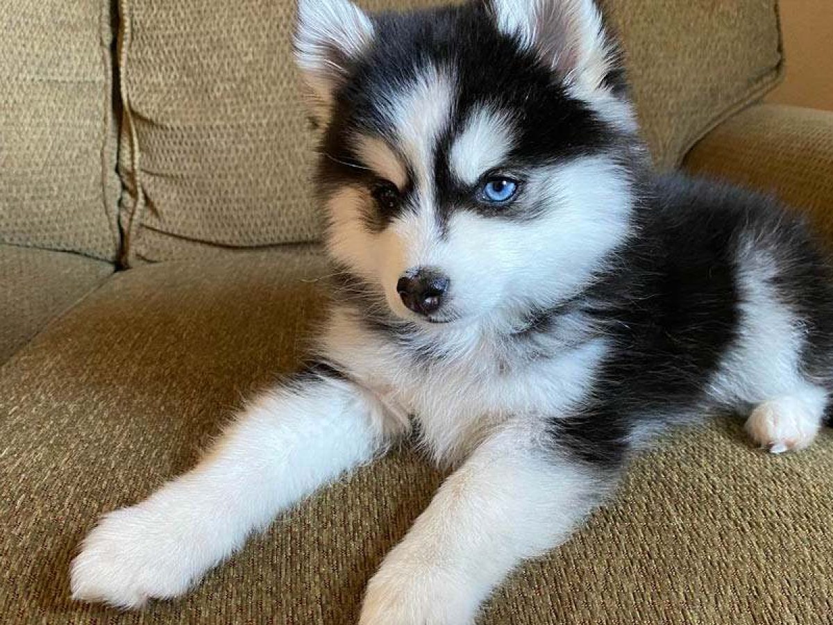 Pomsky Branco Adulto