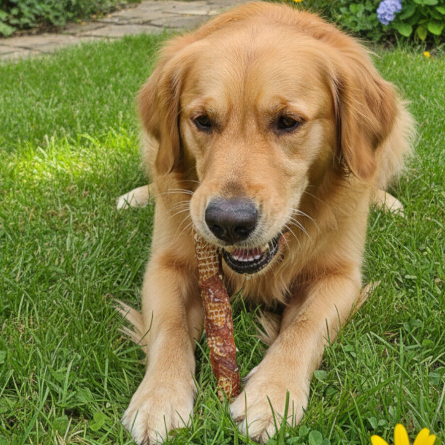 1 kg True Origins Twists Pato Snacks para perros | Tiendanimal