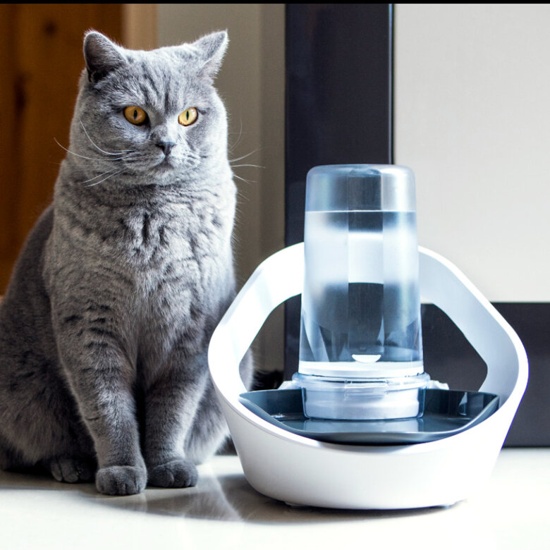 Sure Petcare Felaqua Connect Bebedouro automático para gato | Tiendanimal