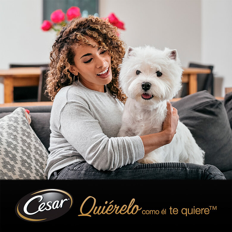 Cesar Mix de Carnes em Molho Saquetas para cães - Multipack | Tiendanimal