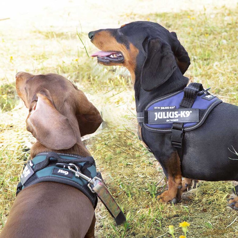 Julius K-9 IDC Peitoral Verde para cães | Tiendanimal