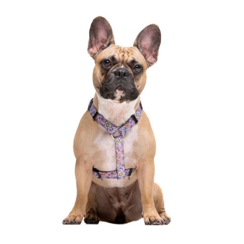 Dukier Flower Power Peitoral Clássico para cães | Tiendanimal