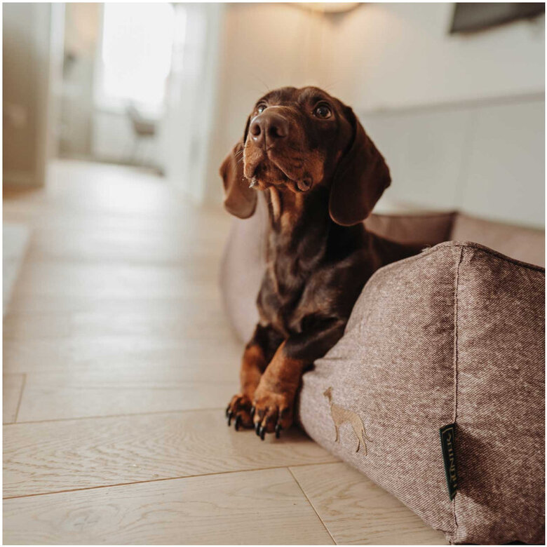 Hunter Boston Cozy Sofá Castanho para cães | Tiendanimal