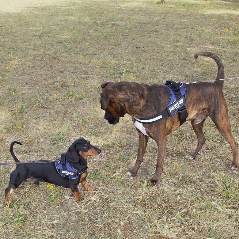 Julius K-9 IDC Peitoral Azul para cães | Tiendanimal